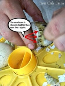 Breeding, Hatching, and Brooding Baby Turkeys - Backyard Poultry